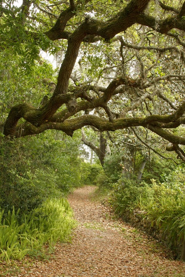 Live Oak Tree Overhanging Hiking Trail Stock Photo - Image of florida ...
