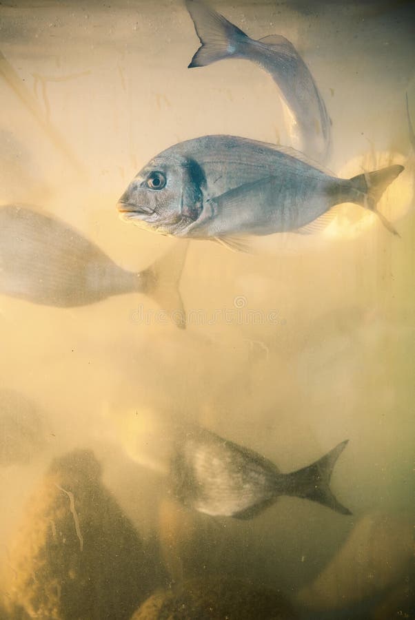 Orada fish in aquarium stock image. Image of fish, daurade - 101961861