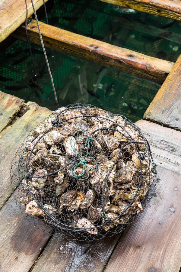 Live Oyster Catched from the Sea Stock Image - Image of cage, seafood ...