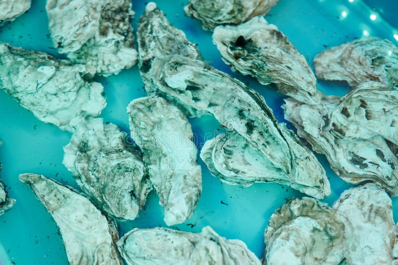 Live Oysters Seashells in the Kitchen of the Restaurant Stock Image ...