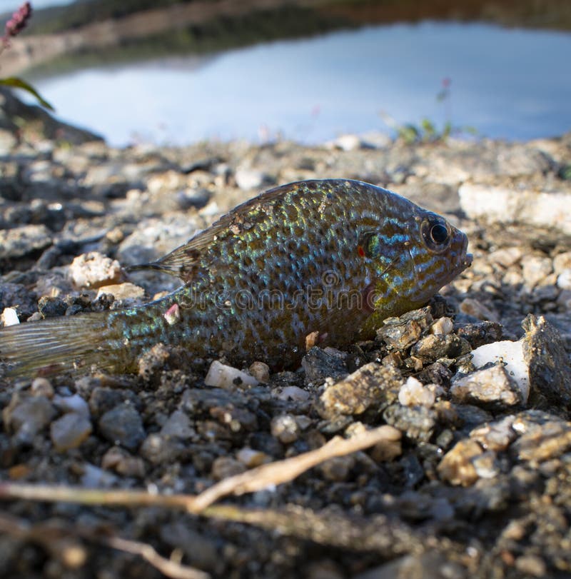 Live Perch on the Ground with Bright Scales Stock Image - Image of ...