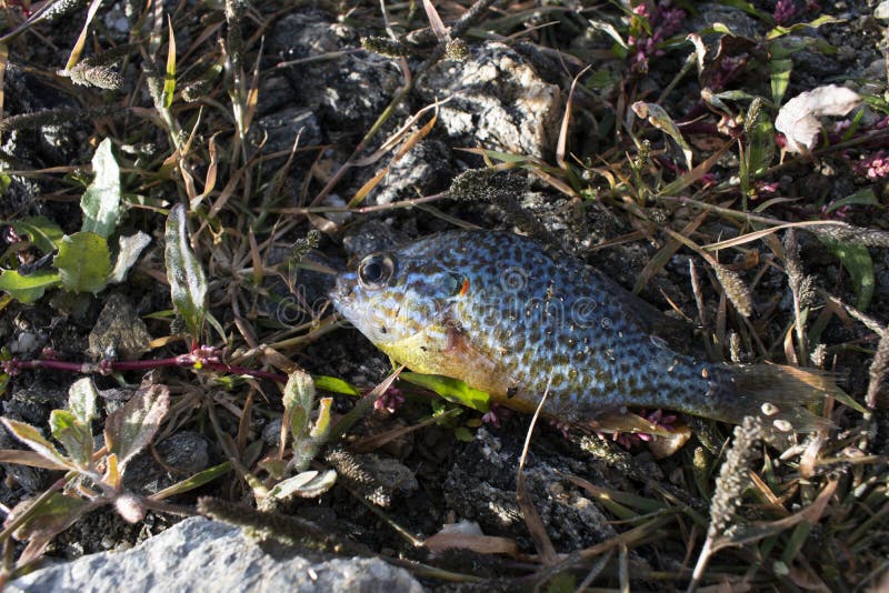 Live Perch on the Ground with Bright Scales Stock Photo - Image of ...