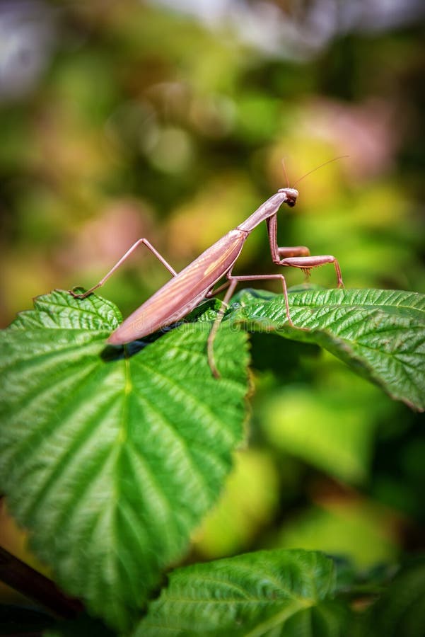 Live Predator Mantis on the Plant Stock Image - Image of creature, leaf ...