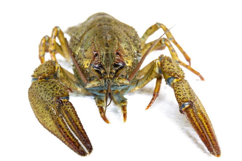 Live River Crayfish Close-up. Do Not Insulate. Stock Image - Image of ...