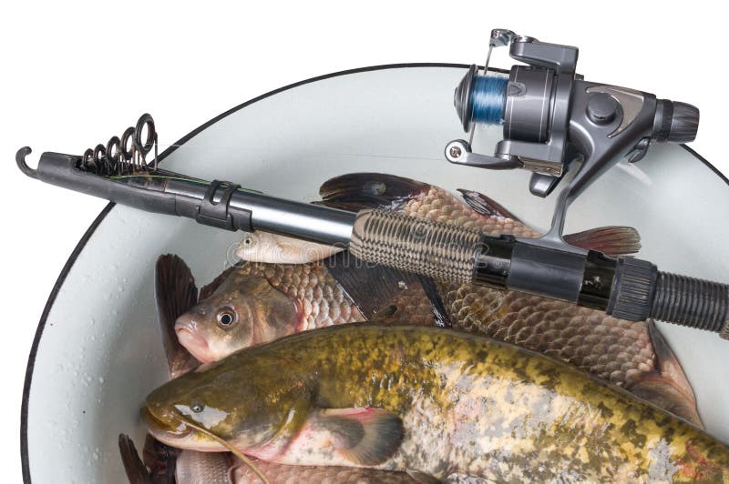 Live river fish. stock photo. Image of fisherman, tackle - 7093294