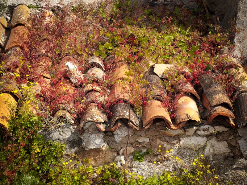 Live roof stock image. Image of plants, roof, ruin, lush - 34857319