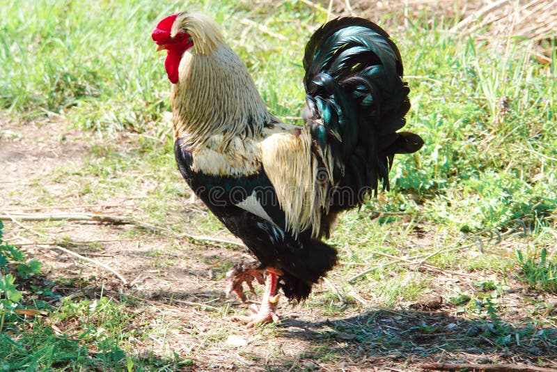 169 Cockspur Grass Stock Photos - Free & Royalty-Free Stock Photos from ...