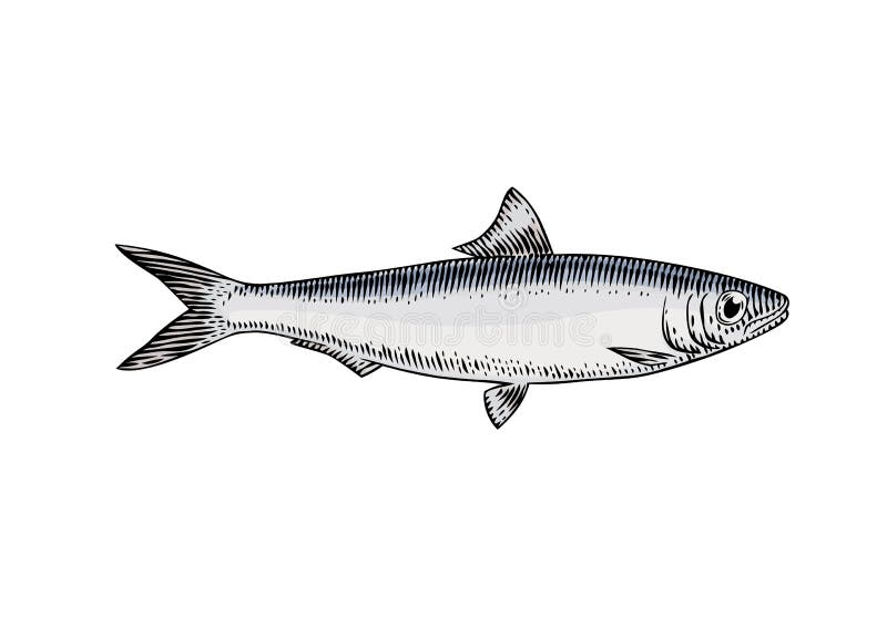 Sardine Stock Illustrations – 4,184 Sardine Stock Illustrations ...