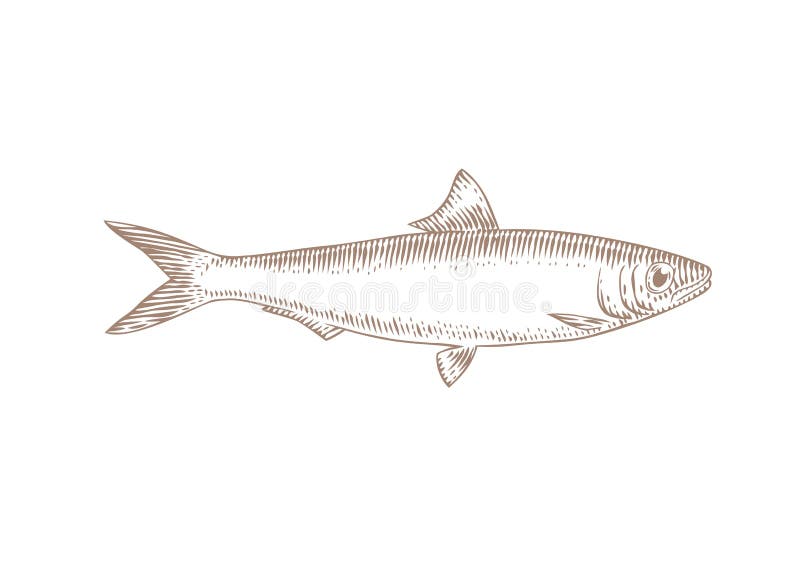 Live sardine fish stock illustration. Illustration of sardius - 118460608