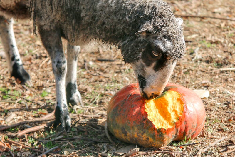 A Live Sheep Eats a Pumpkin Stock Photo - Image of belgium, copy: 179400978