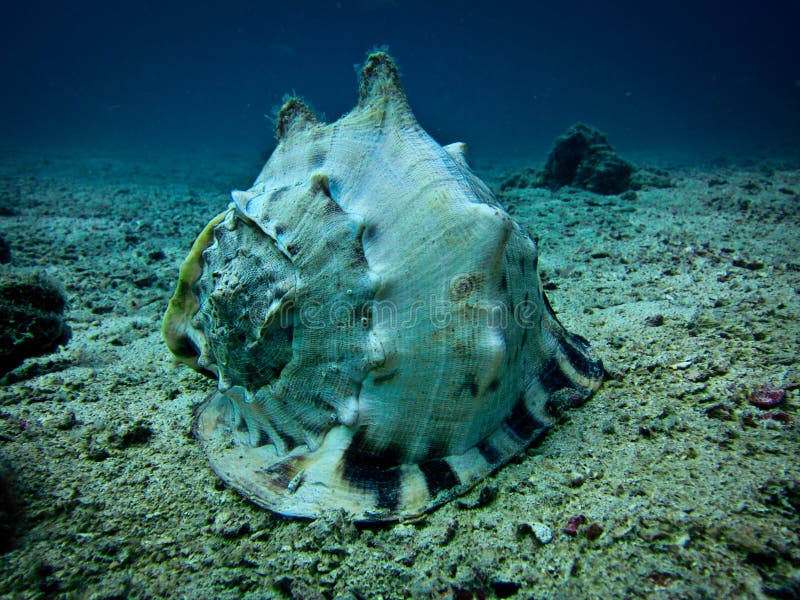 Live shell, Cardium stock image. Image of natural, ochre - 14240821