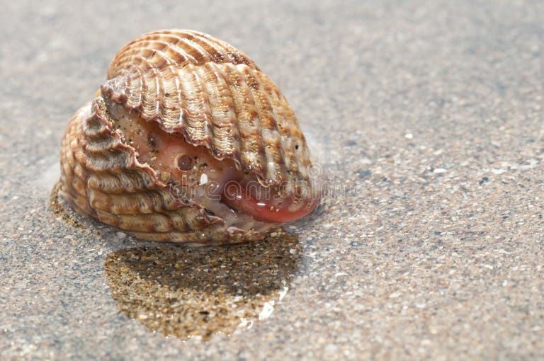 Live shell, Cardium stock image. Image of natural, ochre - 14240821