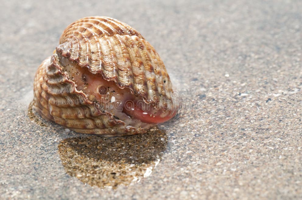 Live shell, Cardium stock image. Image of natural, ochre - 14240821