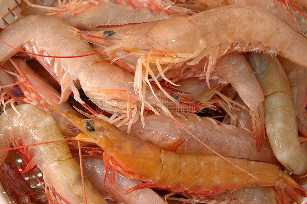 Live shrimp stock image. Image of prawn, cook, claw, marine - 1340339