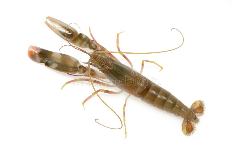 Live shrimp stock image. Image of prawn, cook, claw, marine - 1340339