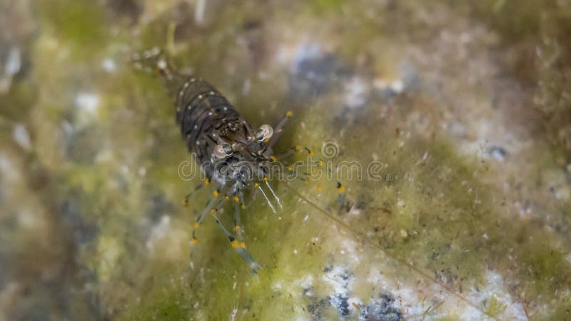 Live shrimp stock image. Image of life, underwater, mediterranean ...