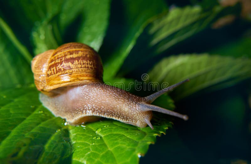 Live Snail Eating in the Green Leaves Drenched by Rain Stock Image ...