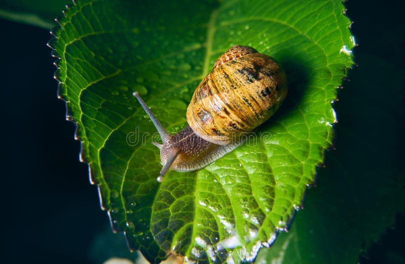 Live Snail Eating in the Green Leaves Drenched by Rain Stock Image ...