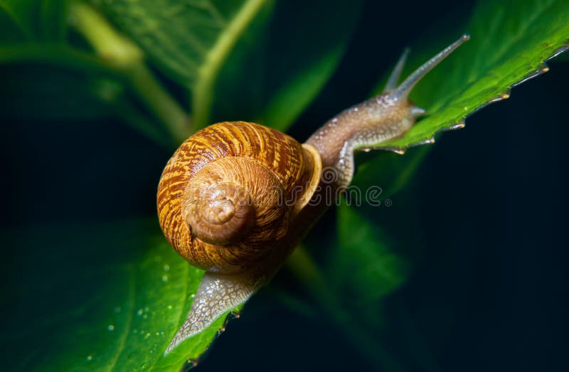 Live Snail Eating in the Green Leaves Drenched by Rain Stock Photo ...