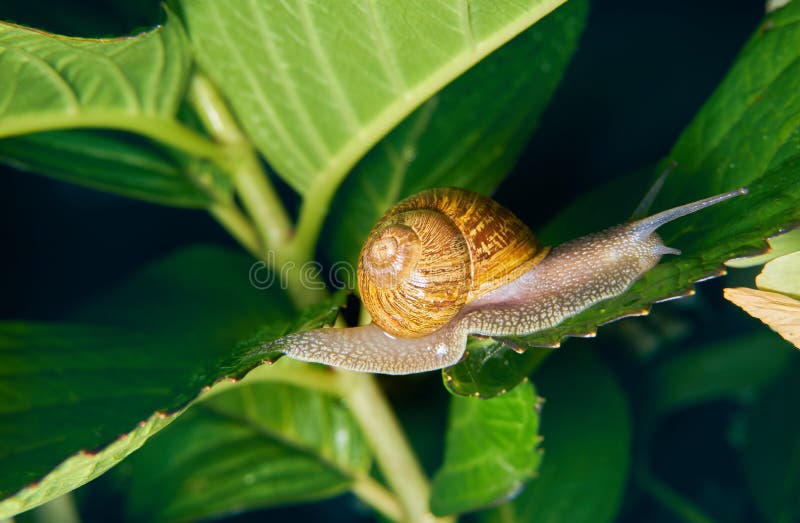 Live Snail Eating in the Green Leaves Drenched by Rain Stock Photo ...