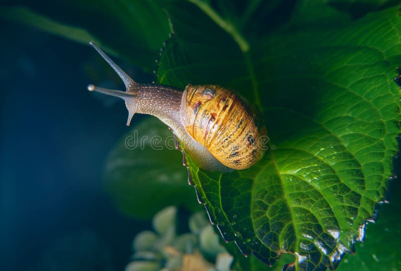 Live Snail Eating in the Green Leaves Drenched by Rain Stock Image ...