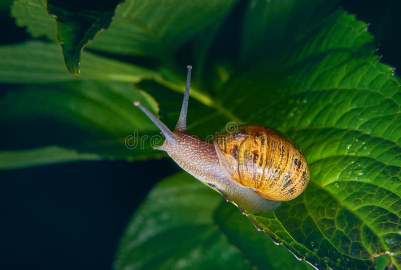 Live Snail Eating in the Green Leaves Drenched by Rain Stock Image ...