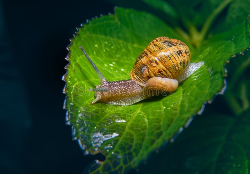 Live Snail Eating in the Green Leaves Drenched by Rain Stock Image ...