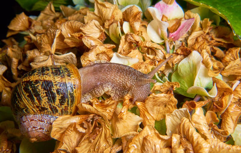 Live Snail Eating in the Green Leaves Drenched by Rain Stock Photo ...