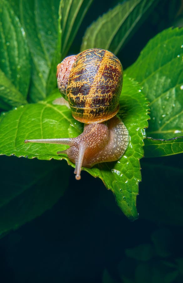 Live Snail Eating in the Green Leaves Drenched by Rain Stock Image ...