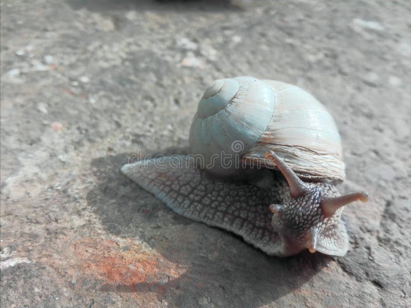 Live snail on the stone stock image. Image of stone - 155818883