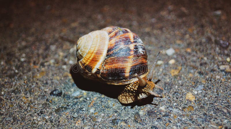 Live snail on the stone stock image. Image of stone - 155818883