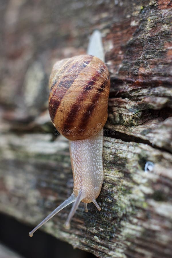 Live Snail in the Wild in the Countryside Stock Photo - Image of ...