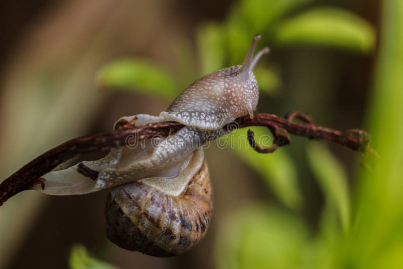 Live Snail in the Wild in the Countryside Stock Image - Image of animal ...