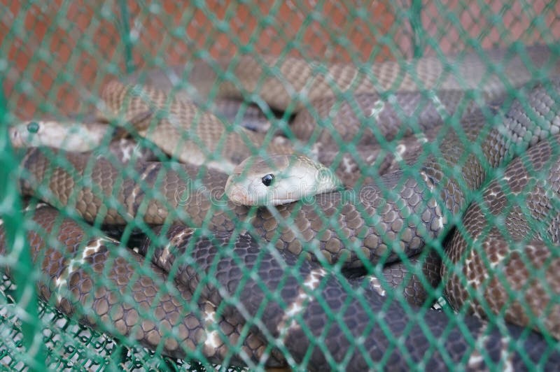 Natural snake cage stock photo. Image of animal, empty - 49158728