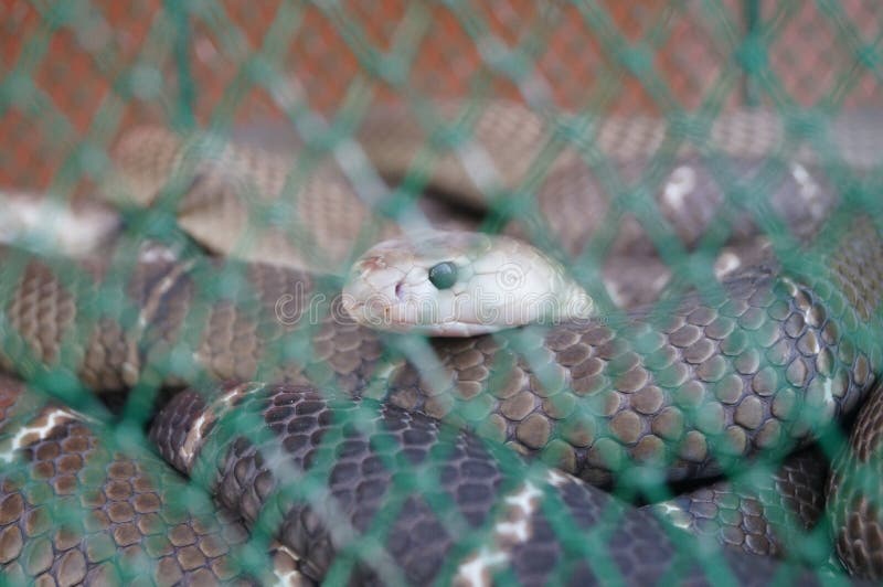 Live snake stock photo. Image of wild, restaurant, food - 53599516