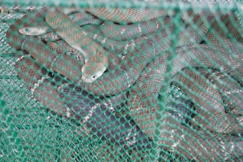 Toy snake stock photo. Image of sell, plastic, handicrafts - 51220184