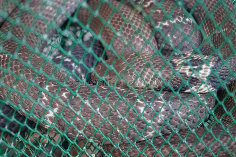 Live snake stock photo. Image of climbing, snake, reptile - 42244394