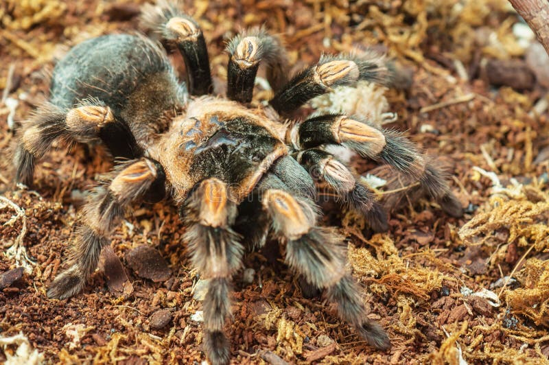 Live spider (tarantula) stock photo. Image of chile, nightmare - 72061392