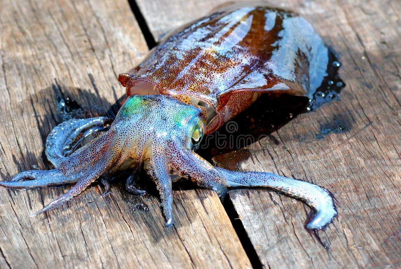 Live Squid stock image. Image of mediterranean, nature - 7977111
