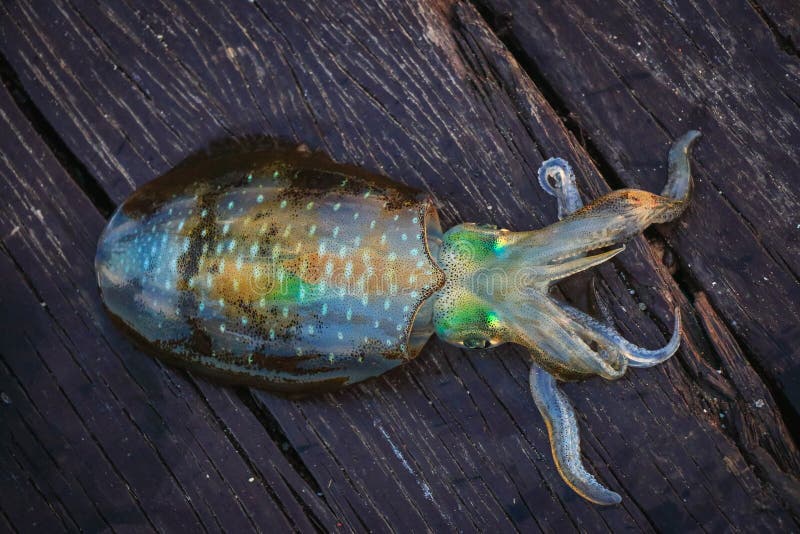 Mariscos Vivos Del Calamar Aislados En Blanco Foto de archivo - Imagen ...