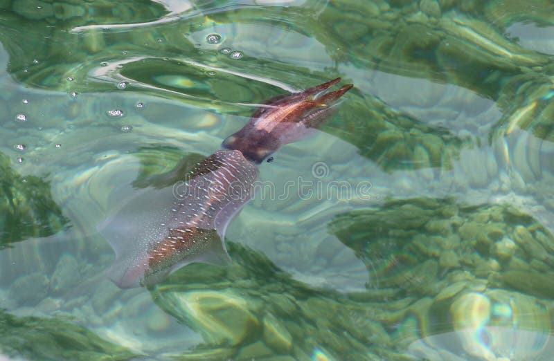 126 Live Calamari Stock Photos - Free & Royalty-Free Stock Photos from ...