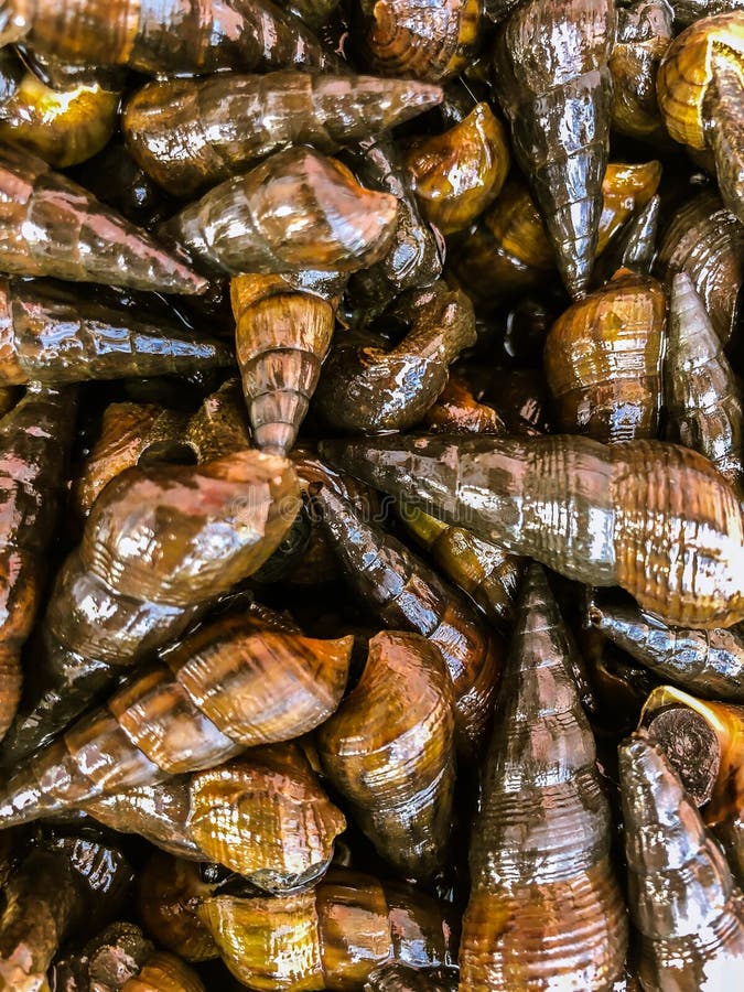 Spiral Snails Shell, Natural Light Stock Photo - Image of parasite ...