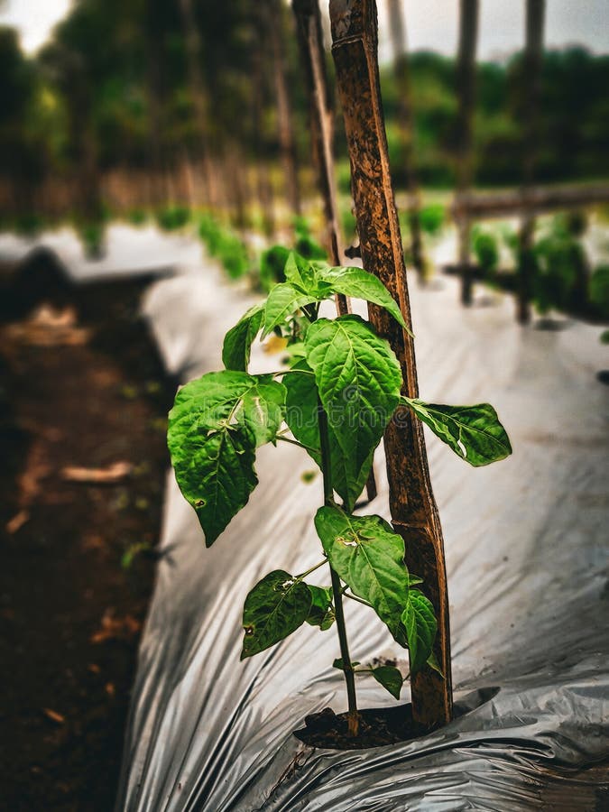 Live start from here stock photo. Image of leaf, autumn - 373663616