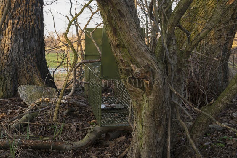 A Live Trap is Placed between Trees Stock Photo - Image of marten ...
