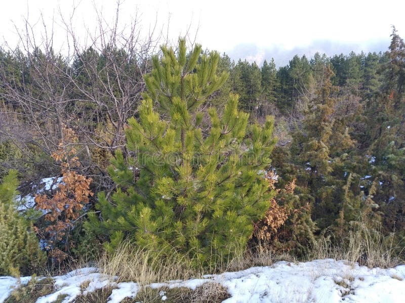 Live Tree in the Forest, Winter Season 2020 Stock Photo - Image of ...