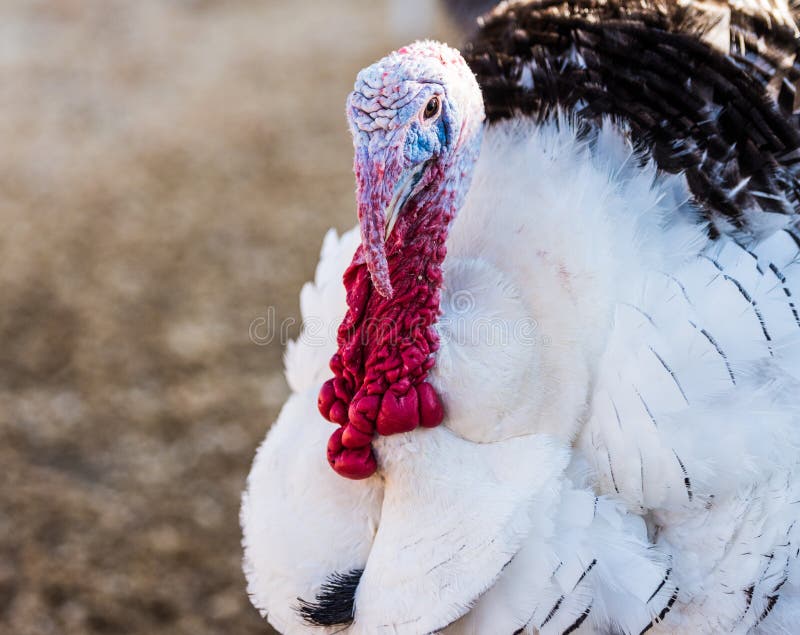 Live Turkey Close Up Portrait Foto de archivo - Imagen de asqueroso ...
