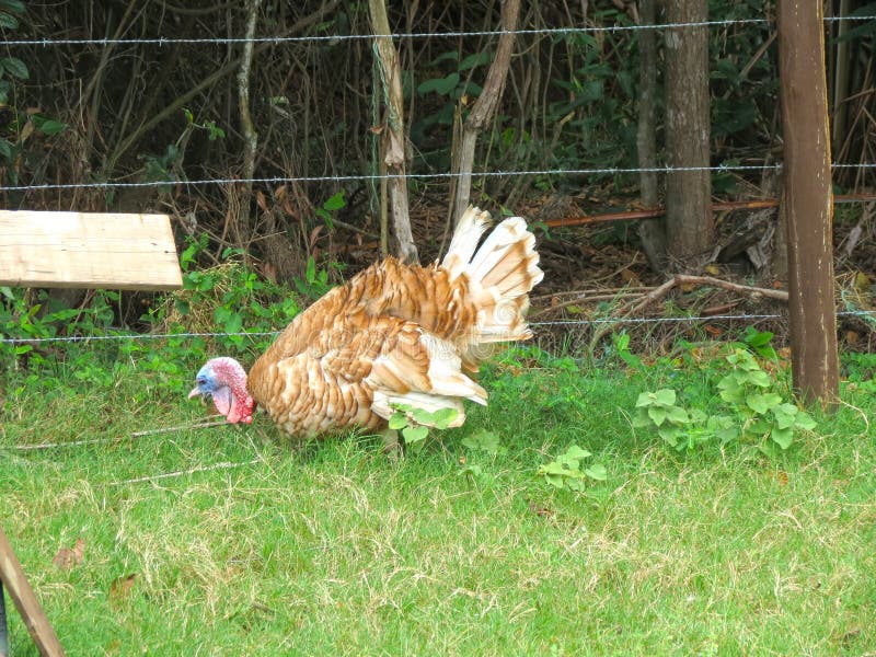 Dinde Vivante Dans Une Ferme Image stock - Image du feathered, vivant ...