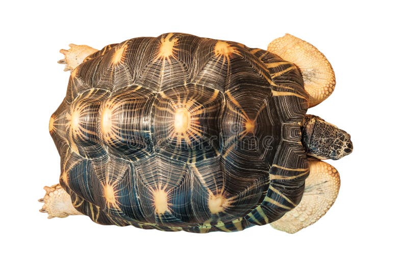 Live turtle on white stock image. Image of tranquil, outdoors - 84741519