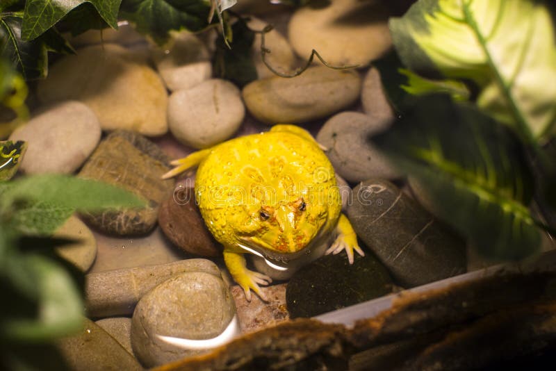 Live wild reptiles lizards stock image. Image of cold - 80264187