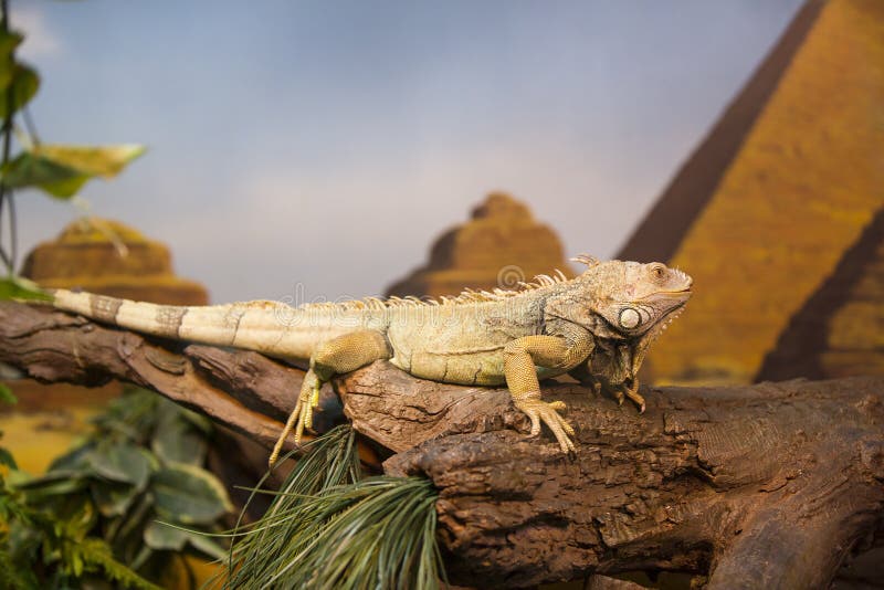 Live wild reptiles lizards stock image. Image of pets - 80264193